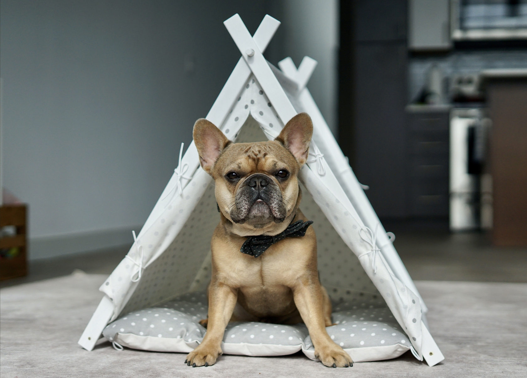 About | Dog And Teepee
