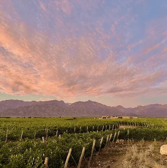 inJoy Now: Exclusive South American Wine Tours for Sophisticated Travelers