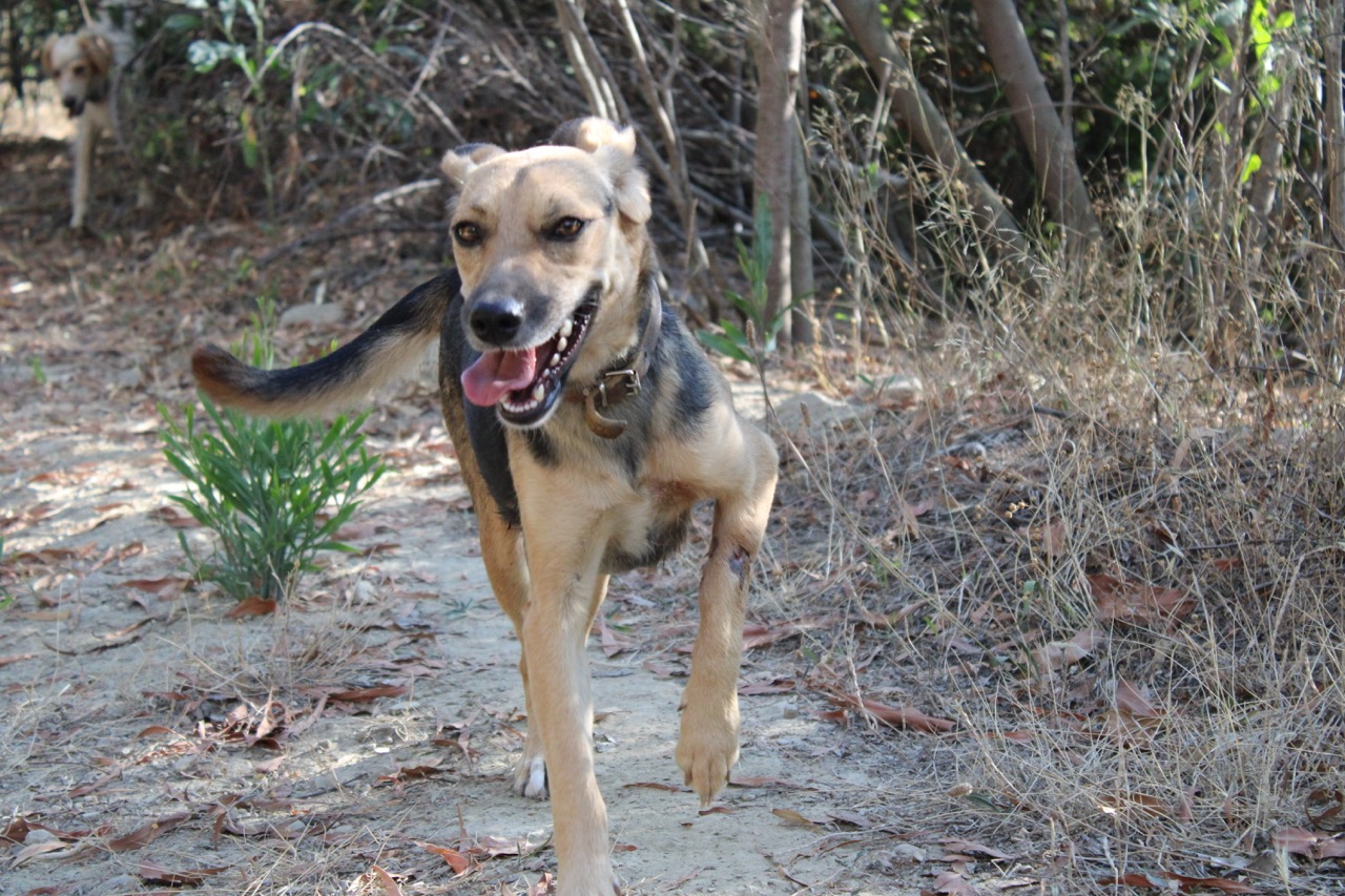 Freedom Sanctuary Rescue and Adoption