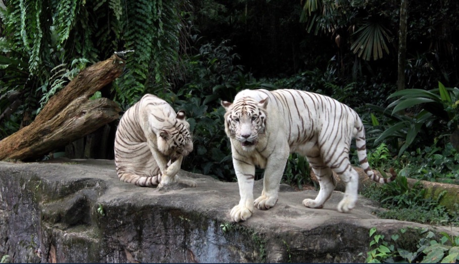 Backstage at the Singapore Zoo | RSBU Travel